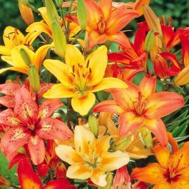 Aziatische Lelie mix voordelig kopen bij TuinFlora.com