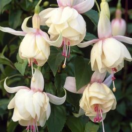 Fuchsia Annabel Bellenplant voordelig kopen bij TuinFlora.com