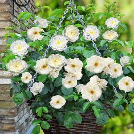 Fairy Roos Wit bloeiend met Mand voordelig kopen bij TuinFlora.com