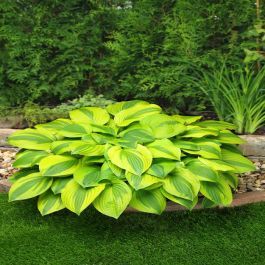 Hosta Velvet Moon voordelig kopen bij TuinFlora.com