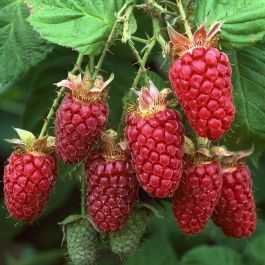 Famboos Glen Ample Rubus idaeus voordelig kopen bij TuinFlora.com
