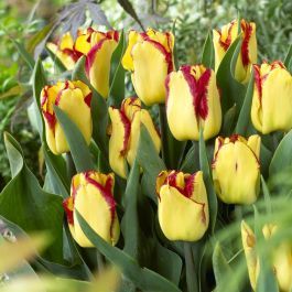 Triumph tulpen Cape Town 11/12 cm x 10 voordelig kopen bij TuinFlora.com