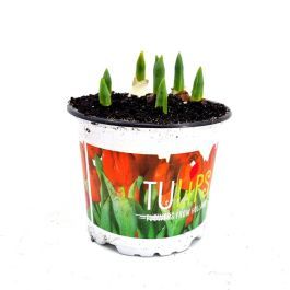 Red Baby tulpen voordelig kopen bij TuinFlora.com