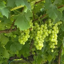 Vitis vinifera Excelsior 120 cm voordelig kopen bij TuinFlora.com
