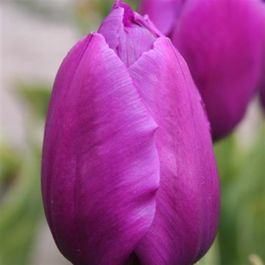 Triumph tulpen Purple Flag voordelig kopen bij TuinFlora.com