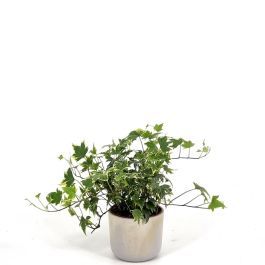 Gele Ripple Klimop voordelig kopen bij TuinFlora.com