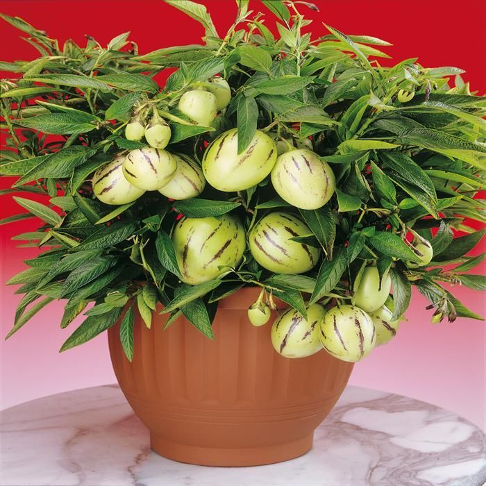 Meloenpeer Pepino Melon voordelig kopen bij TuinFlora.com