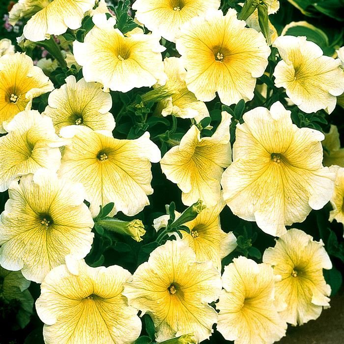 Petunia Cascadia Yellow voordelig kopen bij TuinFlora.com