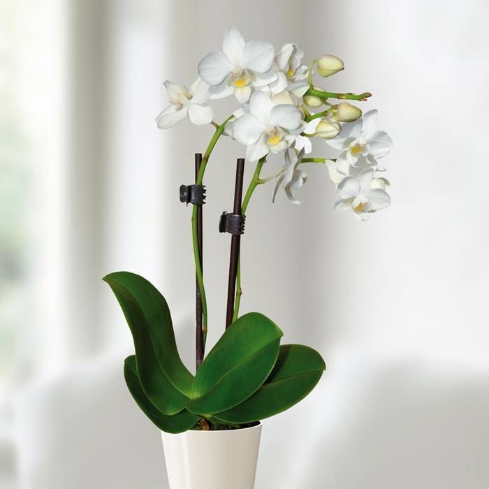 Witte Dwerg Phalaenopsis voordelig kopen bij TuinFlora.com