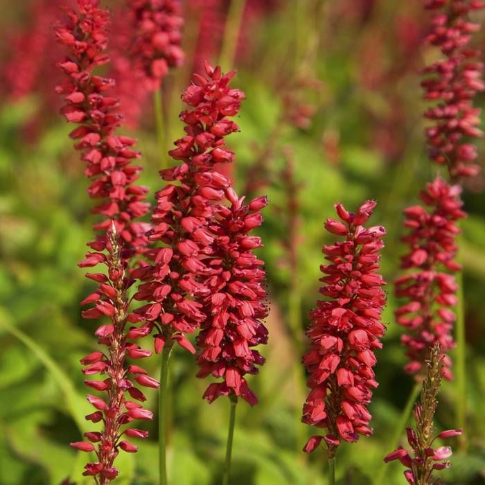 Persicaria Amplexicaulis Taurus voordelig kopen bij TuinFlora.com