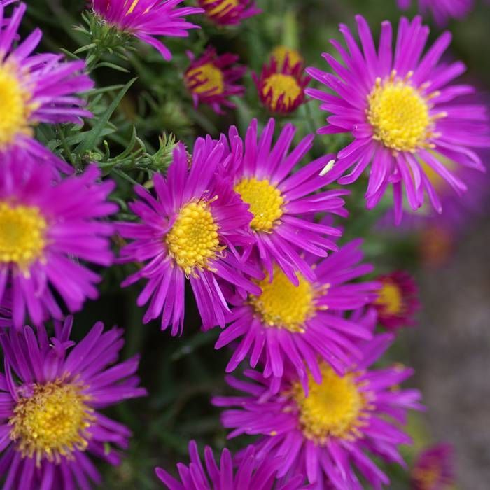 Aster dumosus Alice Haslam voordelig kopen bij TuinFlora.com