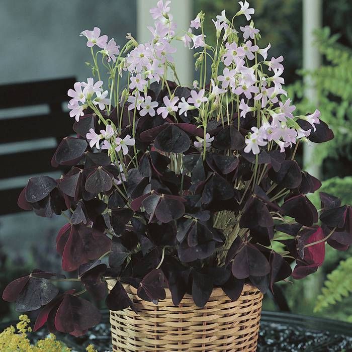 Oxalis Triangularis voordelig kopen bij TuinFlora.com