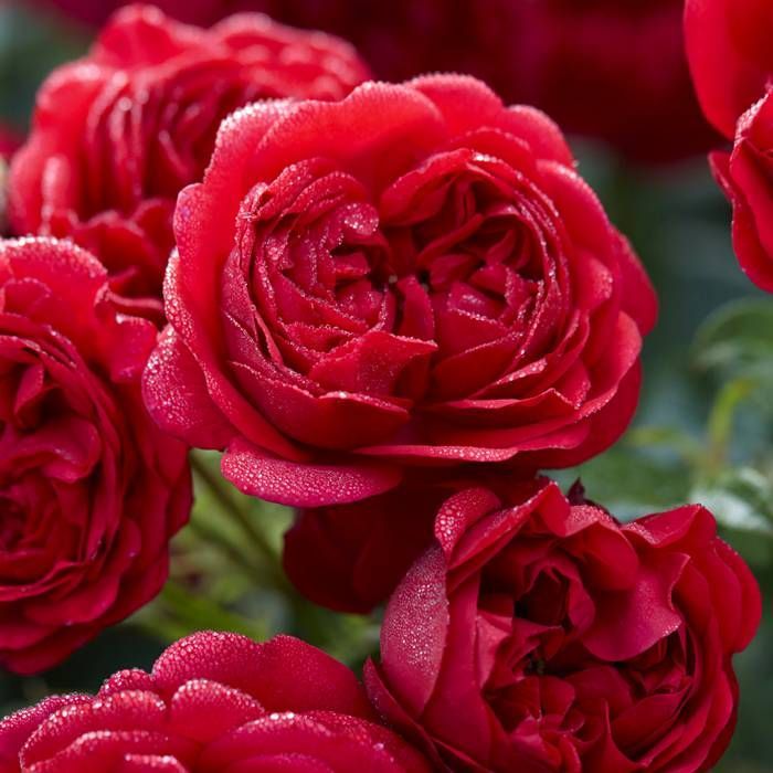 Floribunda Rose Red 17 cm pot voordelig kopen bij TuinFlora.com