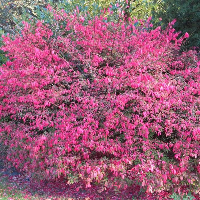 Euonymus Alatus Euonymus Alatus 'Compactus' – Boomkwekerij Hortus
