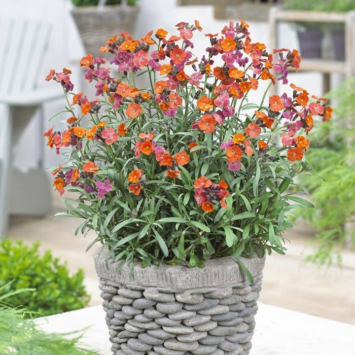 Erysimum Red Jep voordelig kopen bij TuinFlora.com