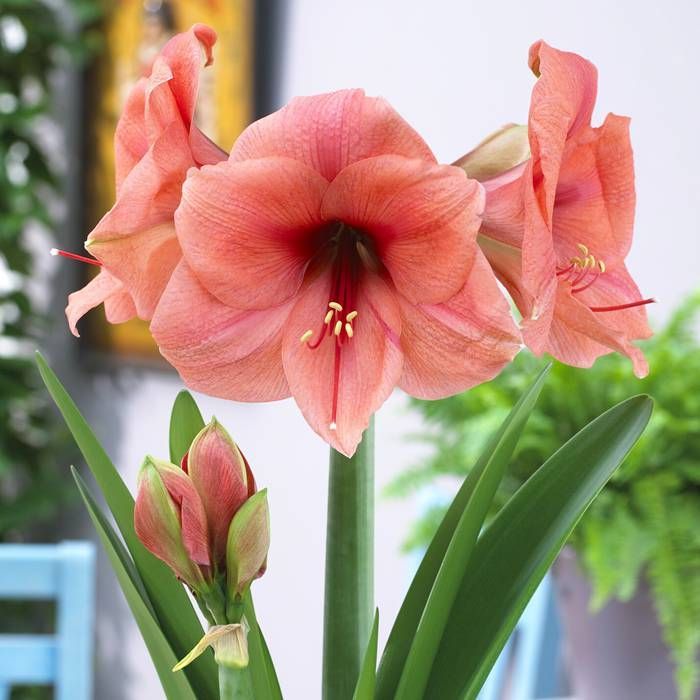 Amaryllis Bouquet 24/26 voordelig kopen bij TuinFlora.com